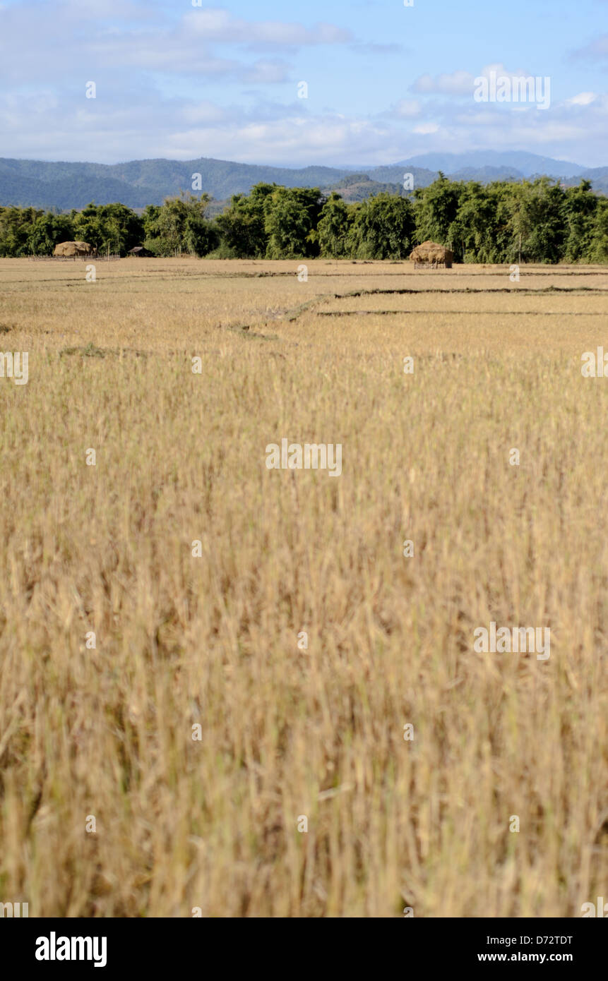 Laos Rice Fields High Resolution Stock Photography and Images - Alamy
