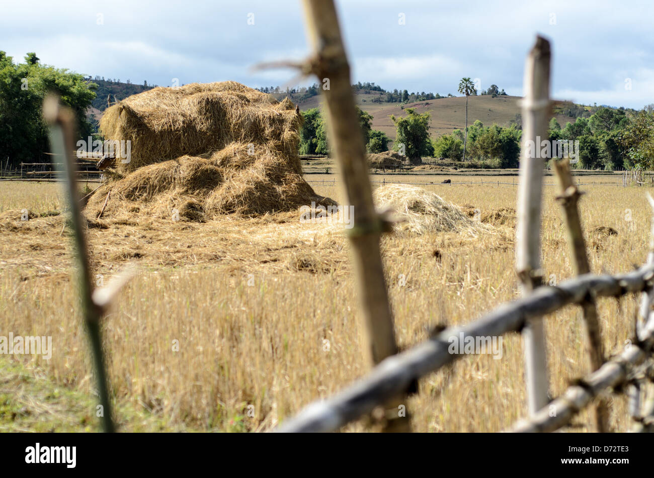 Plain of jars field hi-res stock photography and images - Alamy