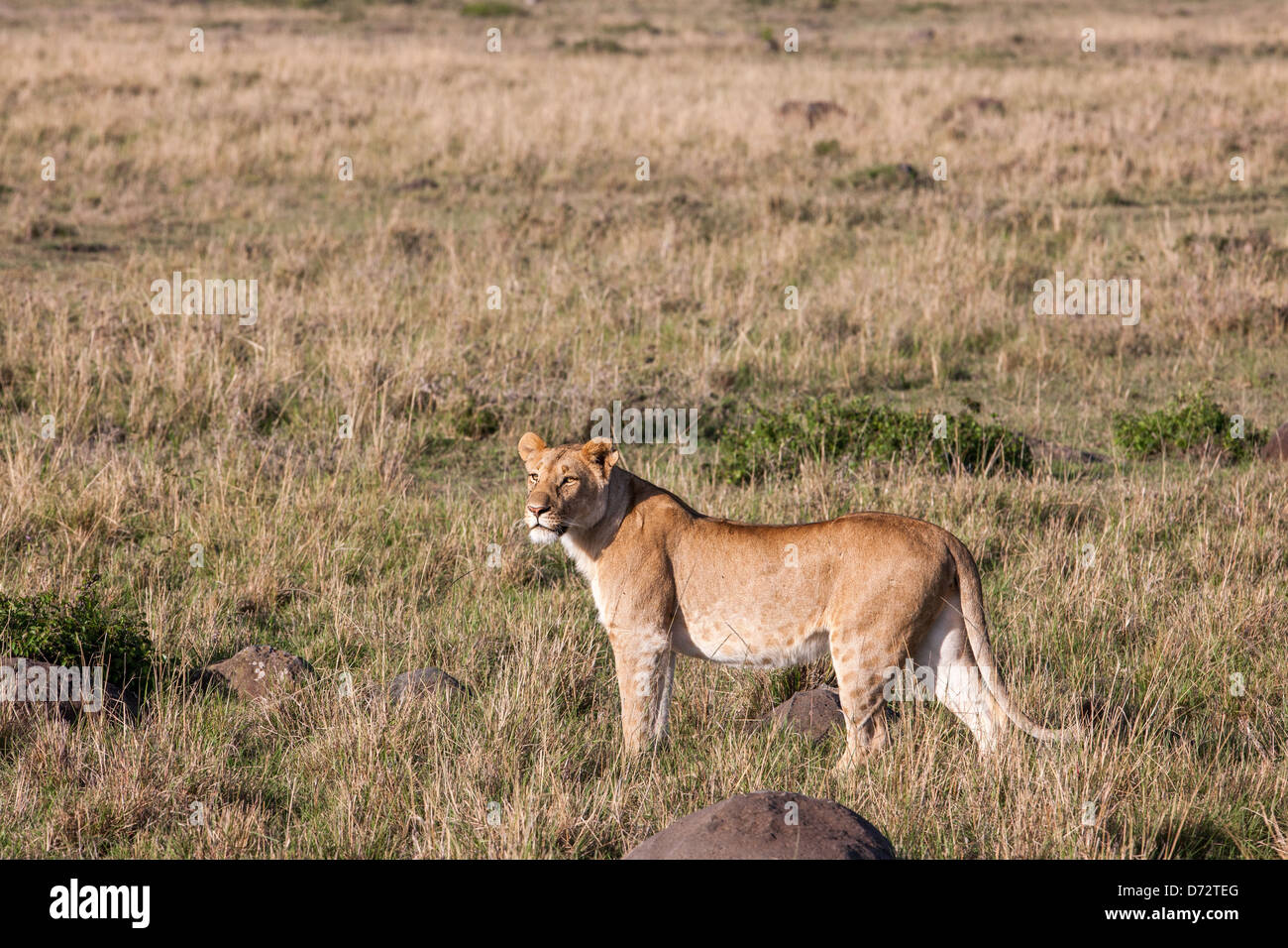 Untamed lion hi-res stock photography and images - Alamy