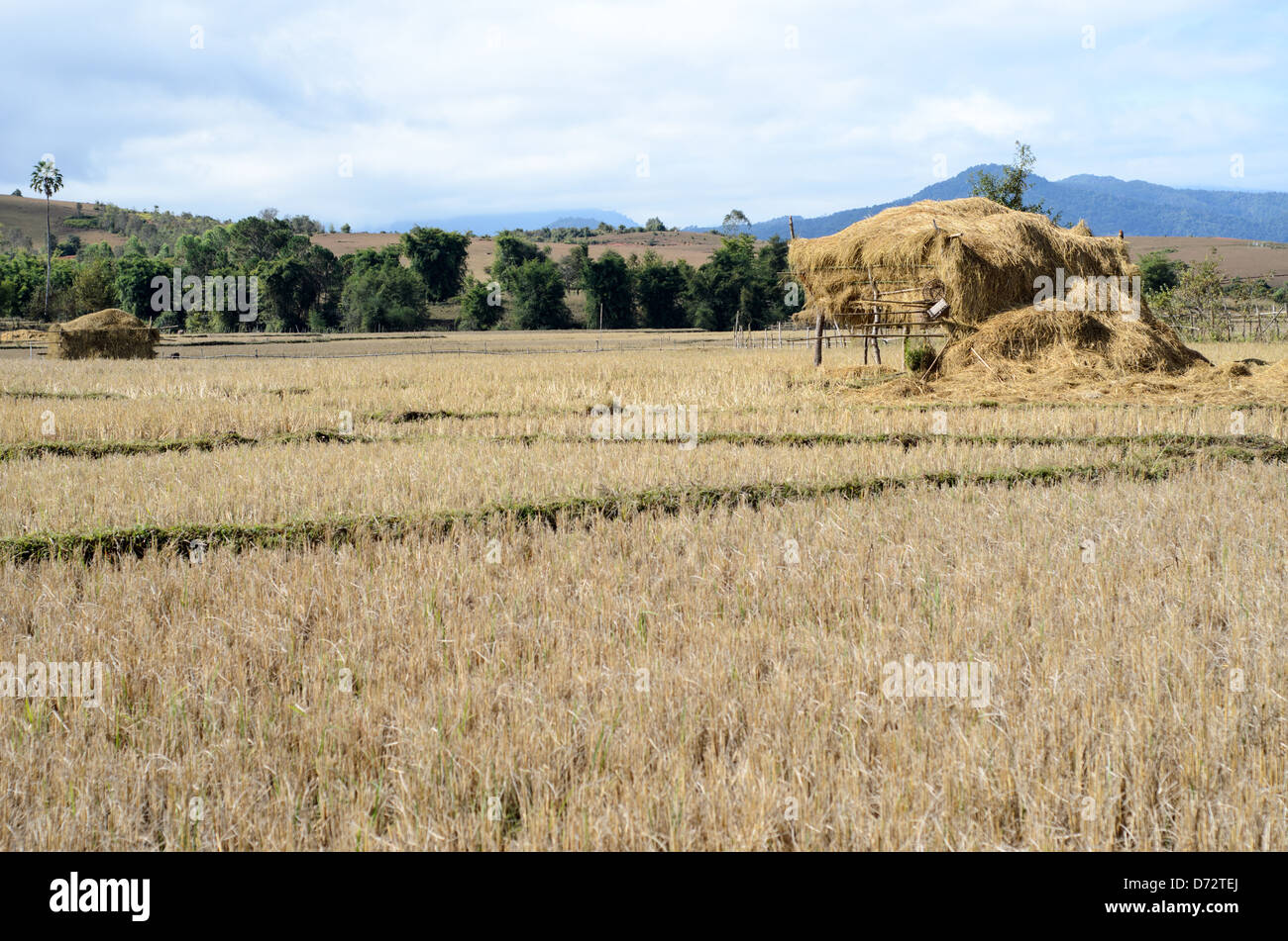 A platform holds the storks of threshed rice in a field on the way to ...