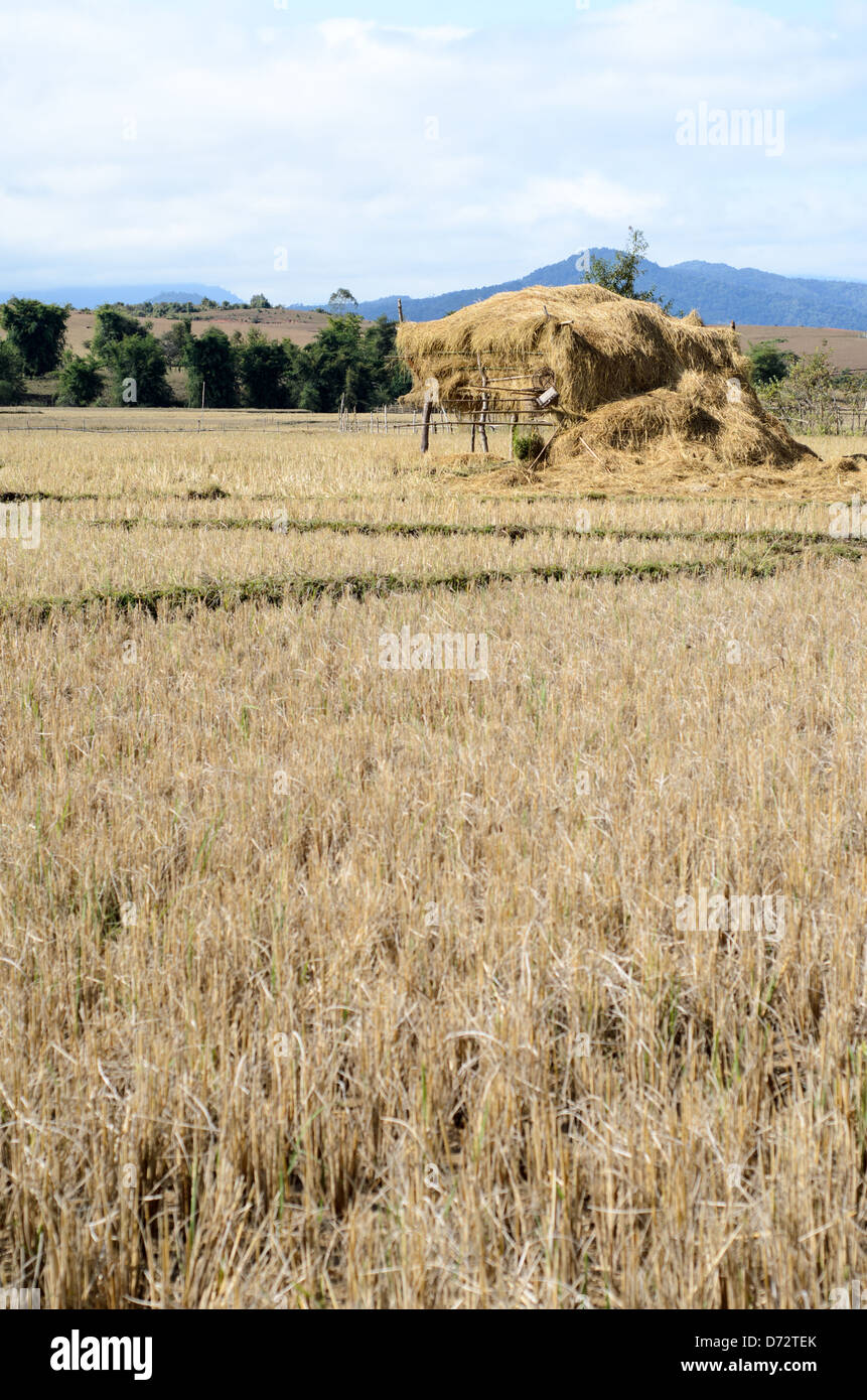 A platform holds the storks of threshed rice in a field on the way to ...