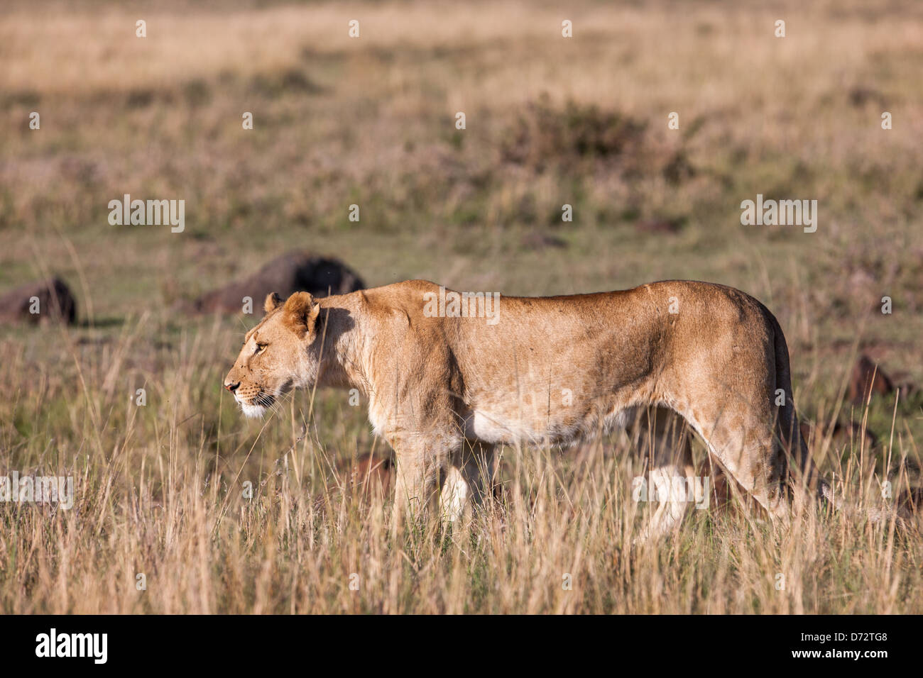 Stalking lion hi-res stock photography and images - Alamy