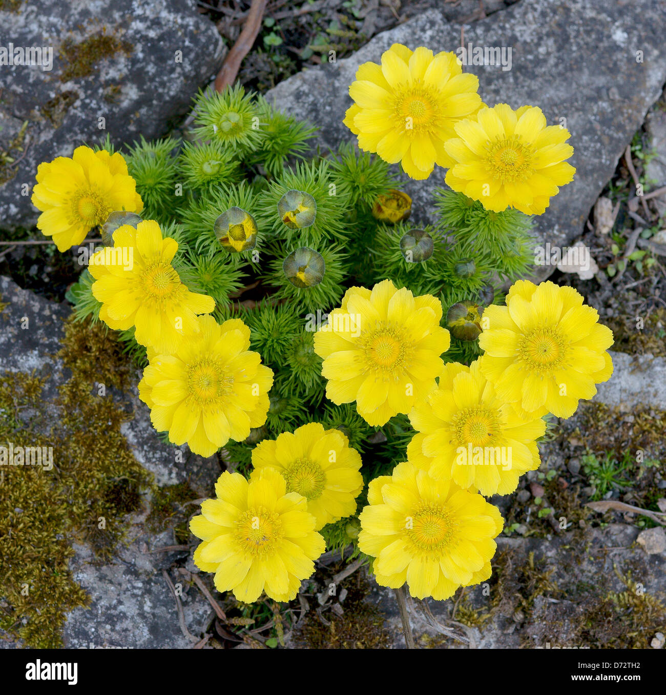 Spring adonis Pheasan's eye yellow spring flowers close up Adonis ...