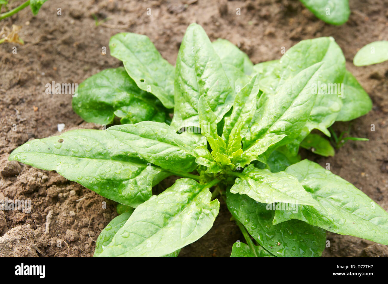 Spinach spinacia oleracea hi-res stock photography and images - Alamy