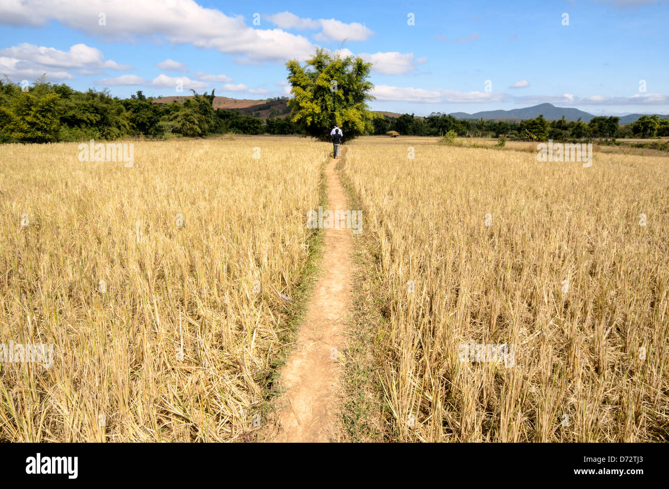 PLAIN OF JARS, Laos — A narrow, elevated dirt path leads through rice ...