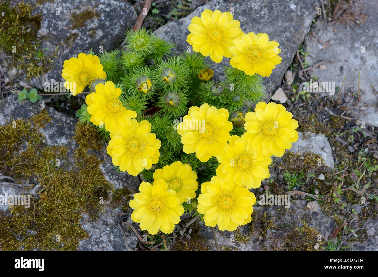 Spring adonis Pheasan's eye yellow spring flowers close up Adonis ...