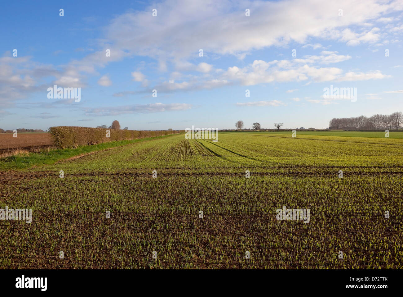 Barley plants hi-res stock photography and images - Alamy