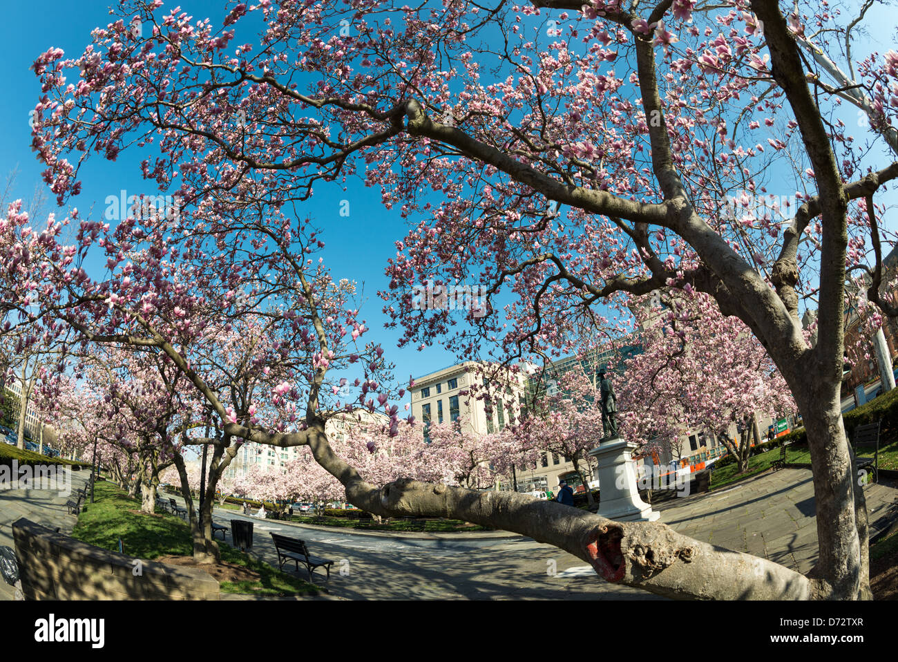 Tulip Magnolias Spring Bloom Rawlins Park Washington DC // Tulip ...