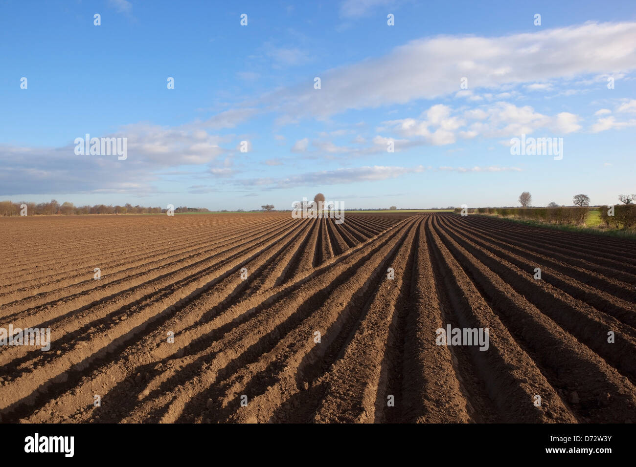 Patterns of newly planted potato rows and bare soil texture in an ...