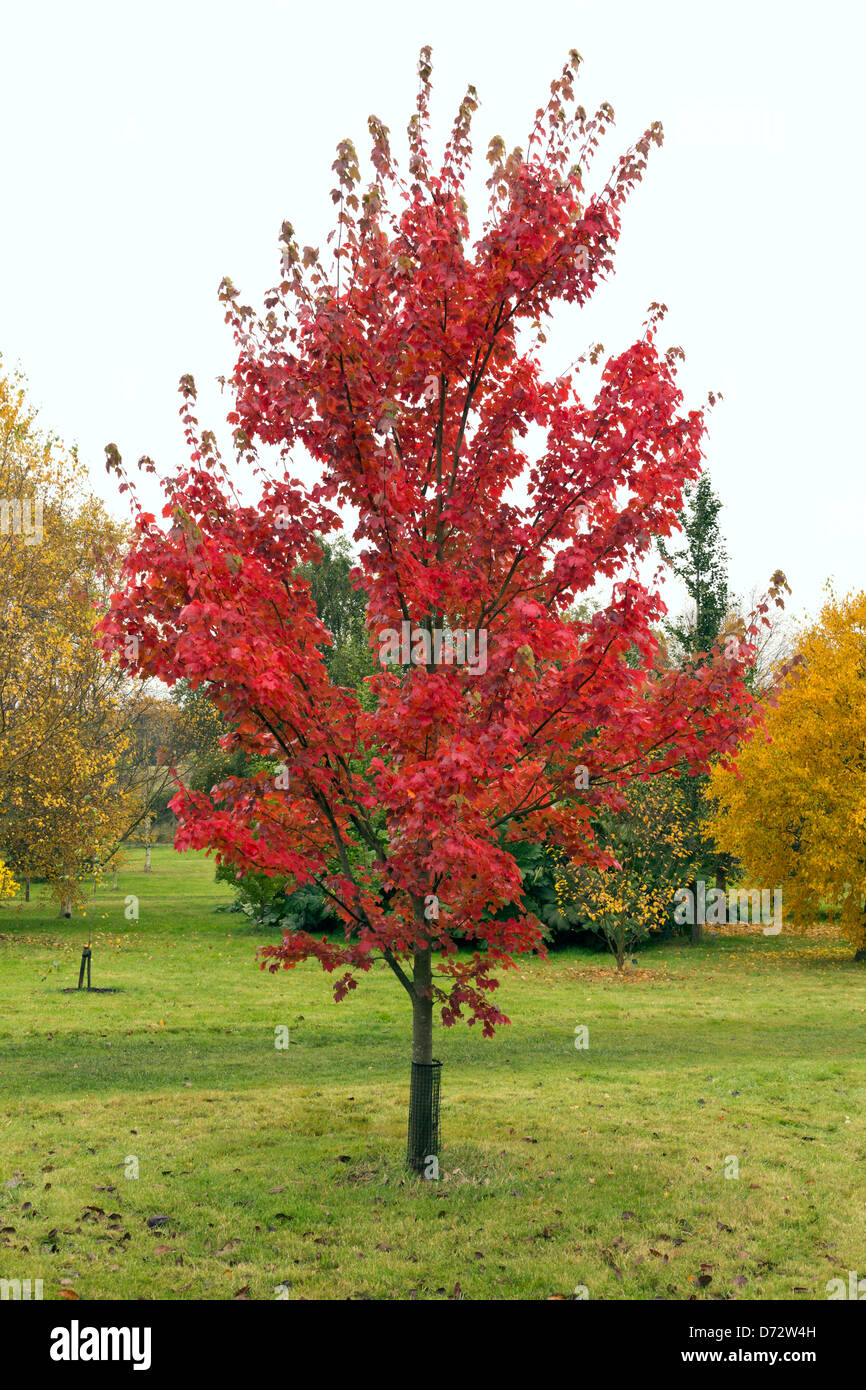 Red maple tree acer rubrum hi-res stock photography and images - Alamy