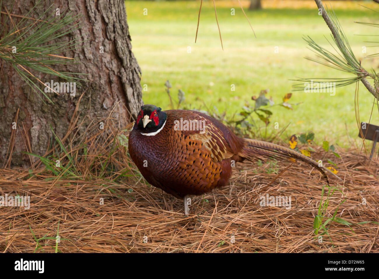 Pheasant on tree hi-res stock photography and images - Alamy