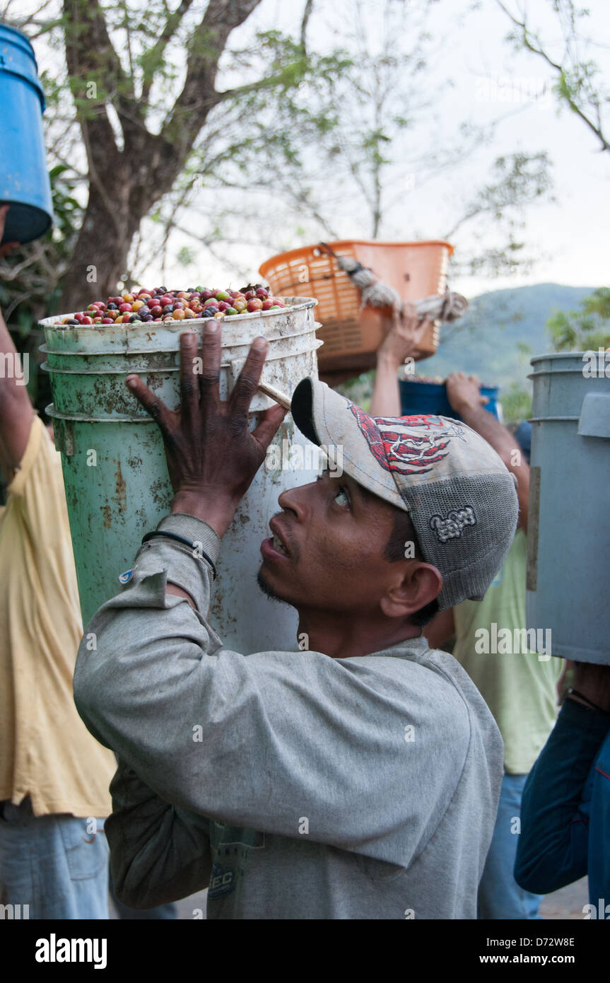 Workers coffee plantation hi-res stock photography and images - Alamy