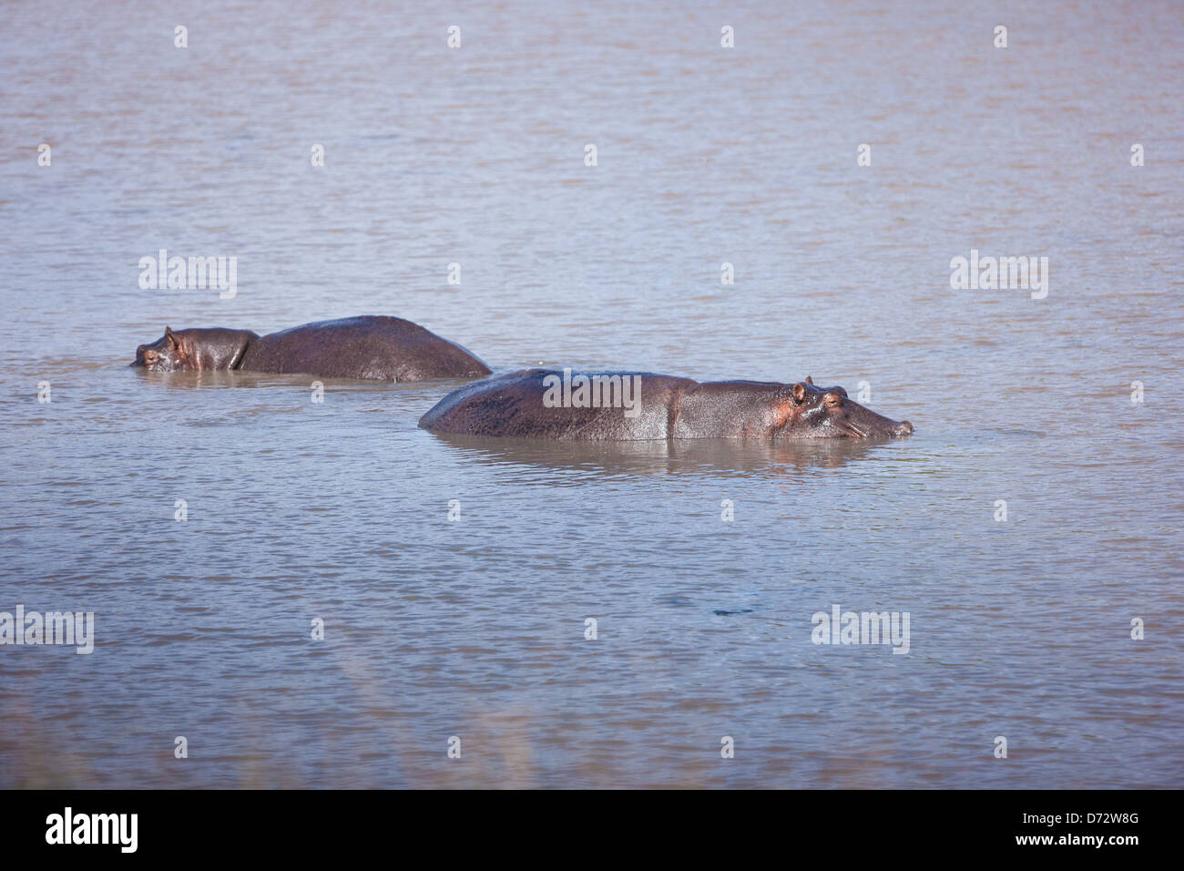 Hippos hippopotamus amphibius jaws hi-res stock photography and images ...