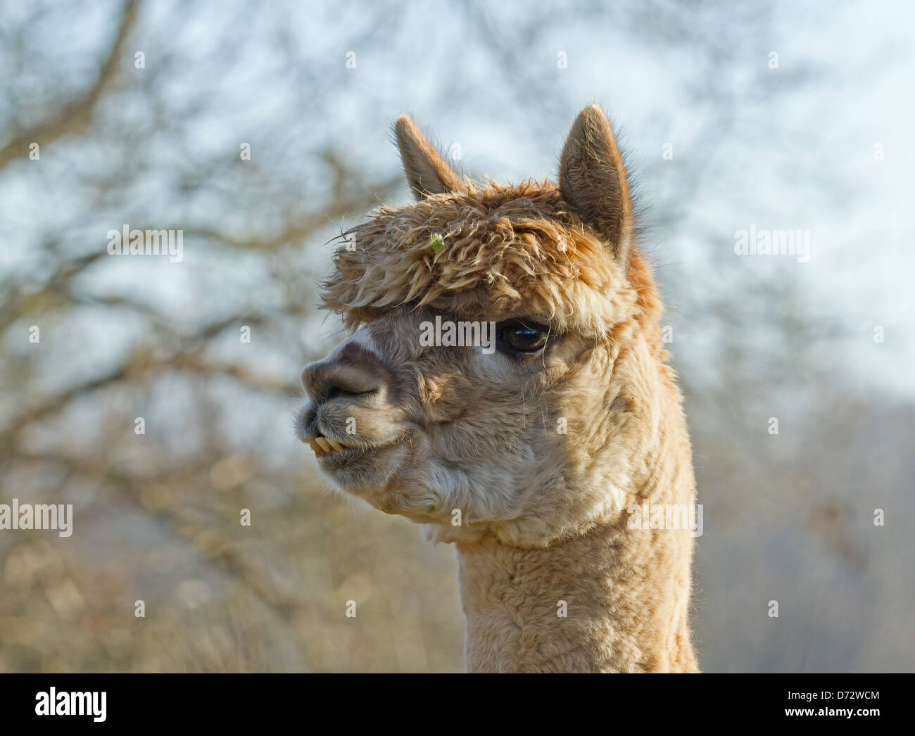 Head shot of Alpaca Stock Photo - Alamy