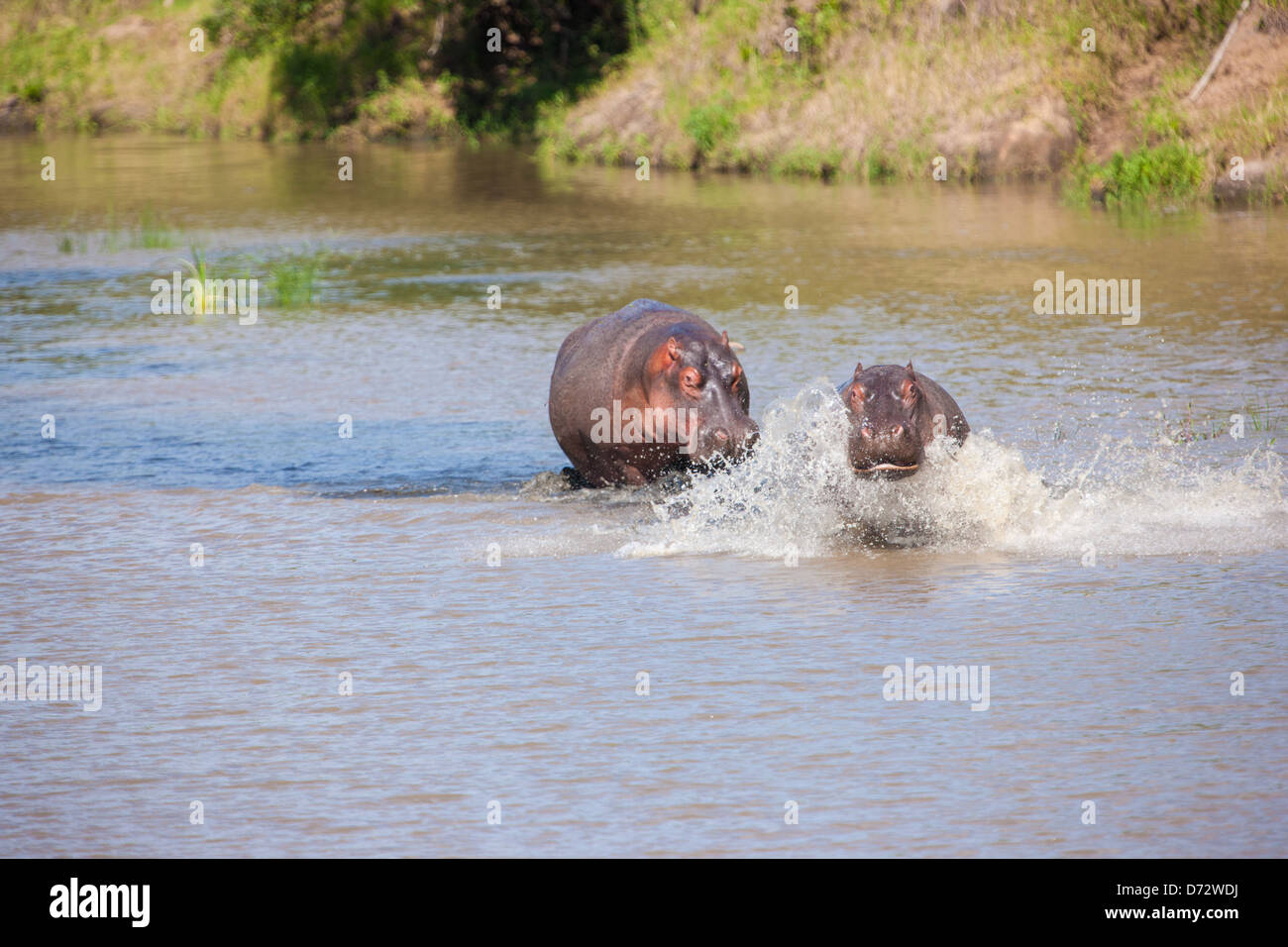 Hippos wading through river playing Stock Photo - Alamy