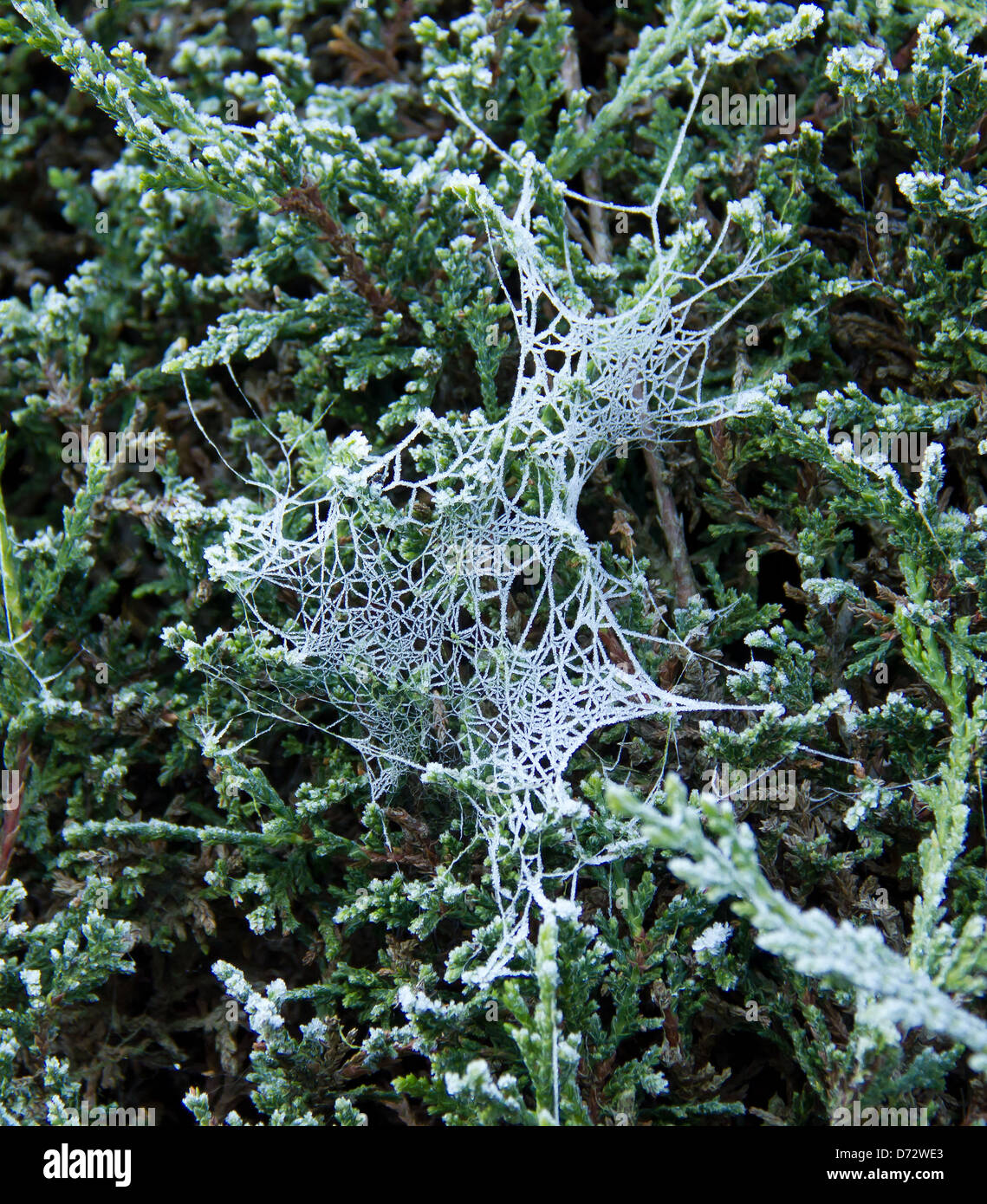 Cobweb covered in frost Stock Photo - Alamy