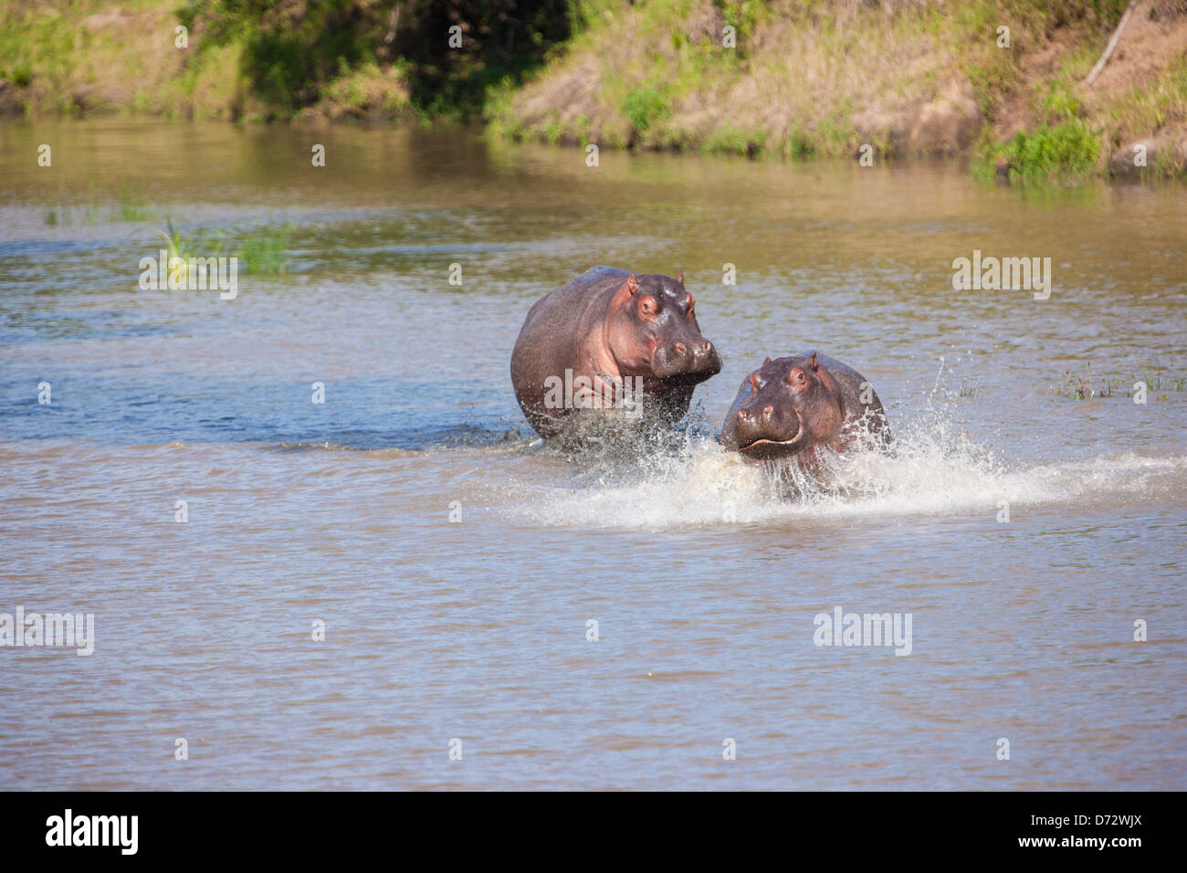 Hippo mating hi-res stock photography and images - Alamy