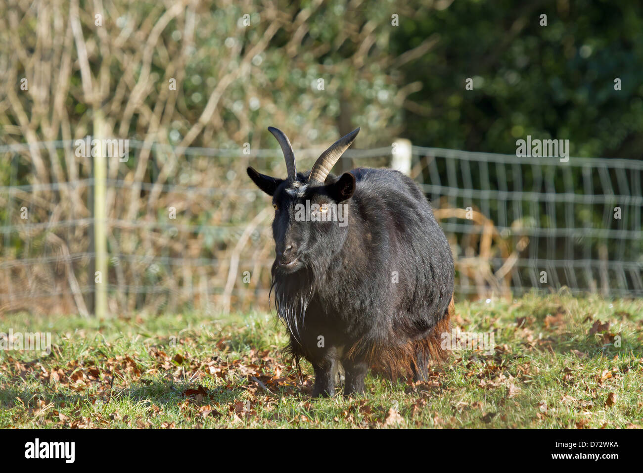Long haired goat hi-res stock photography and images - Alamy