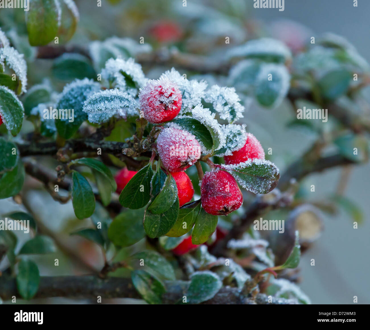 Berries frost hi-res stock photography and images - Alamy