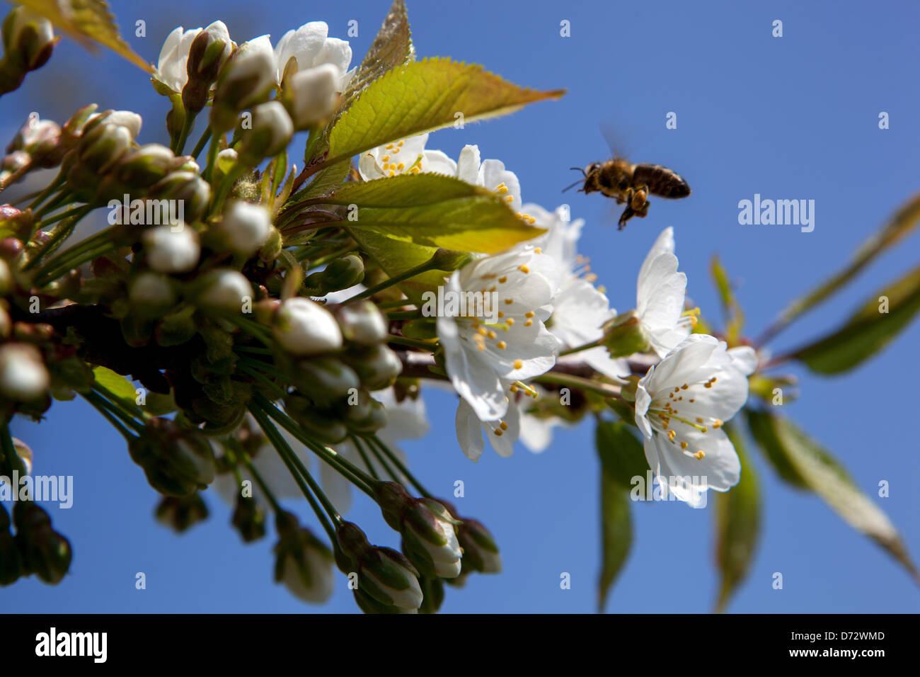 Honey bee flying close up hi-res stock photography and images - Alamy