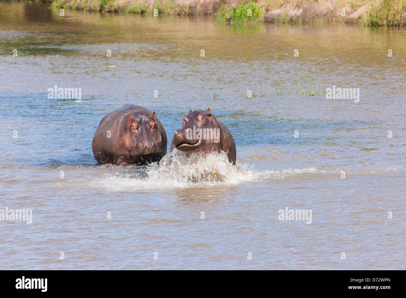 Hippos wading through river playing Stock Photo - Alamy