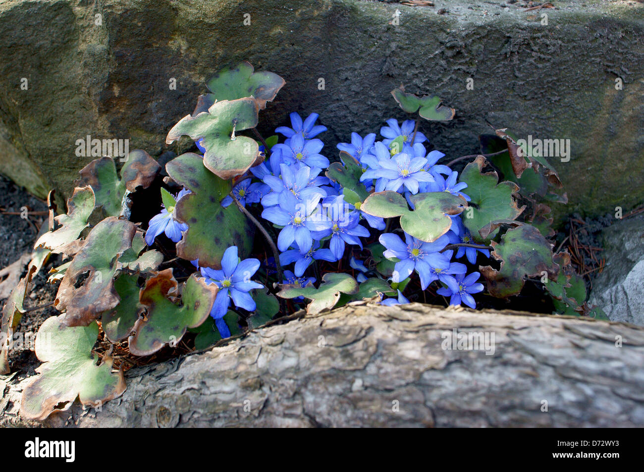 Liverwort blue spring flowers Hepatica nobilis Stock Photo - Alamy