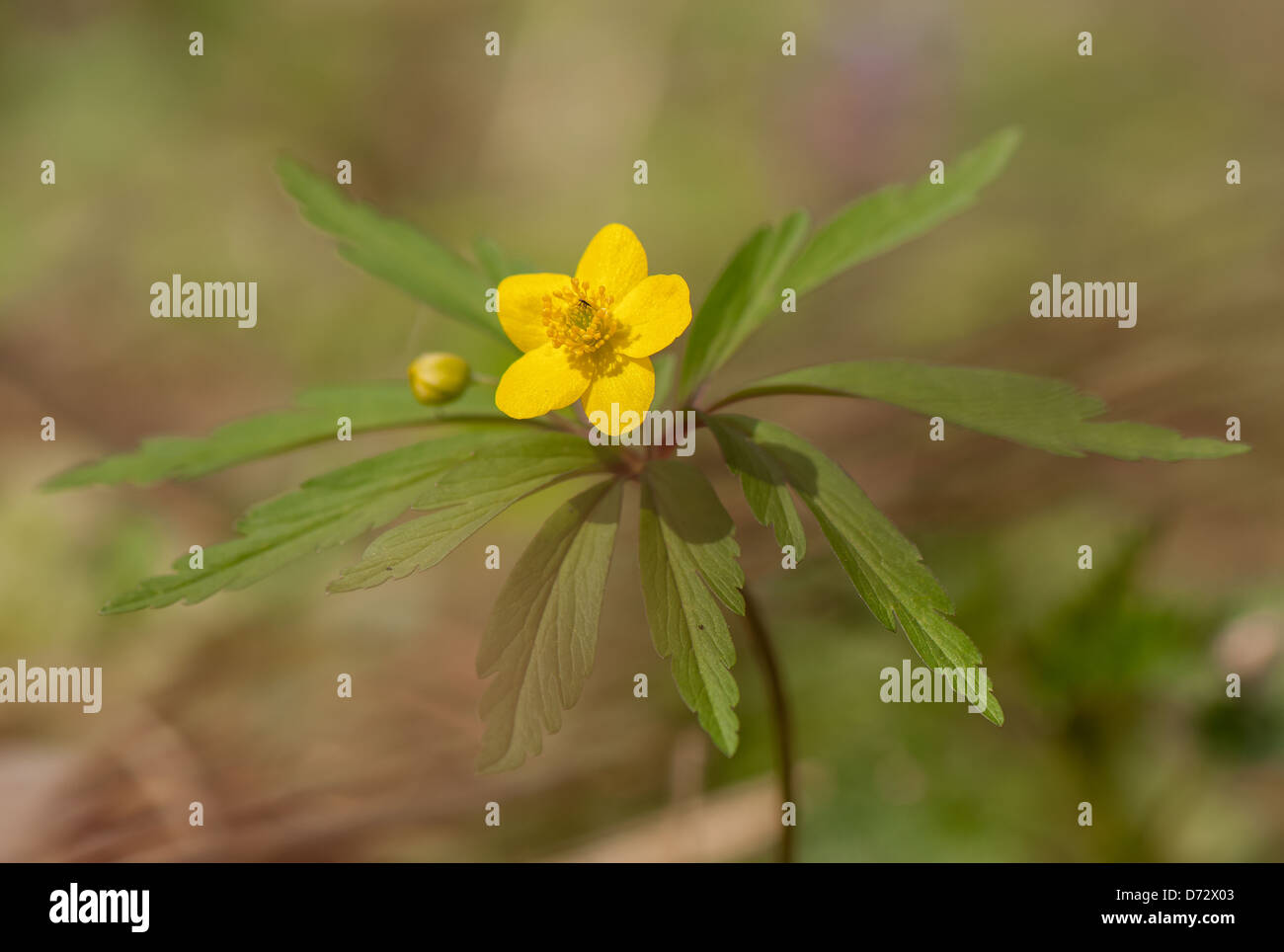Ficaria ranunculoides hi-res stock photography and images - Alamy