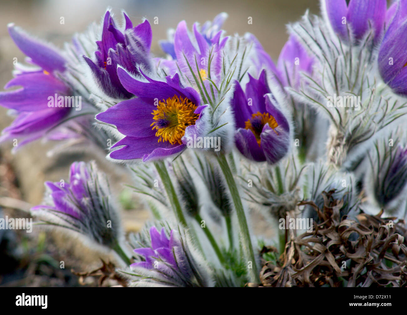 Pasque flowers spring flowers Pulsatilla vulgaris Stock Photo - Alamy