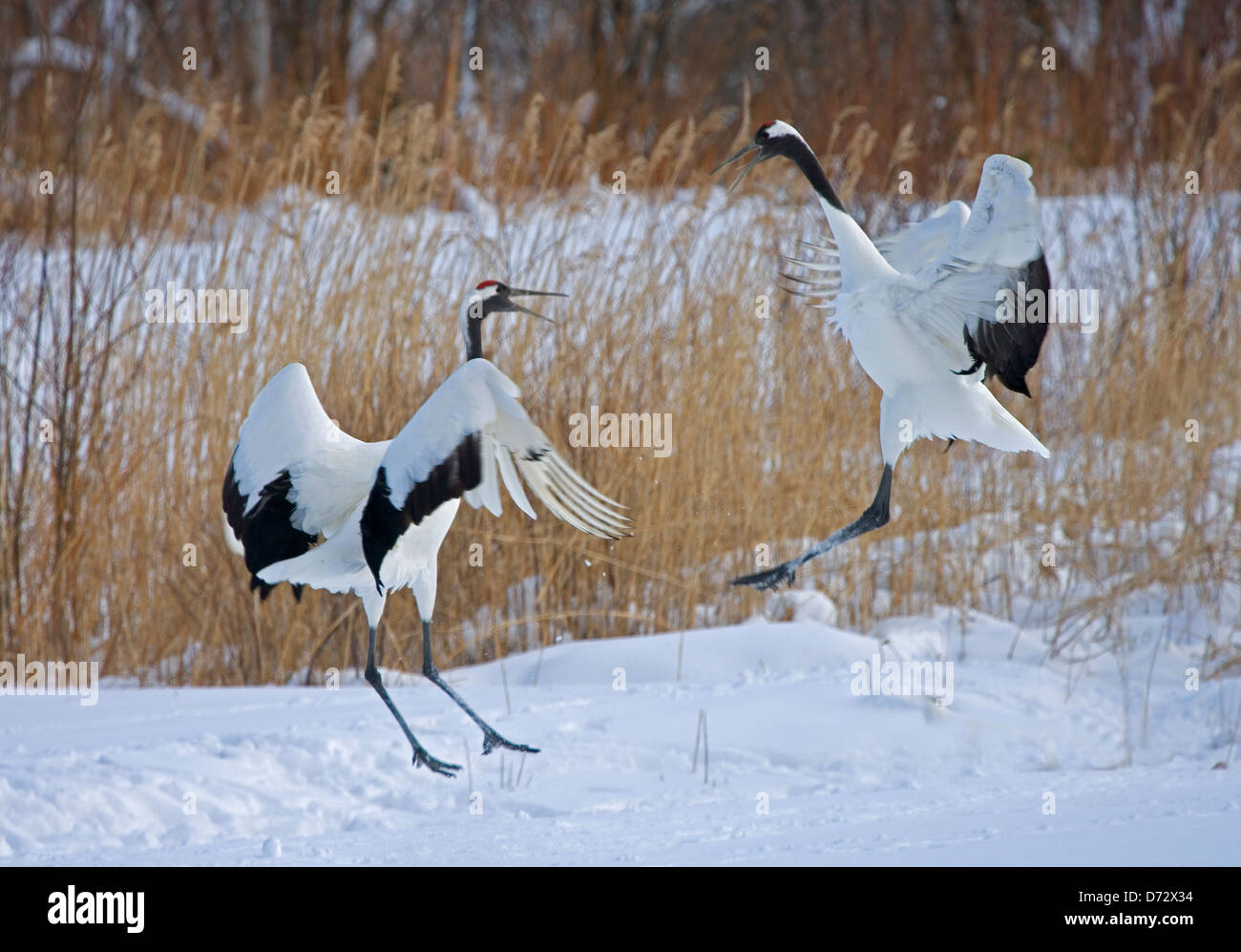 Japanese Cranes courtship dance on snow, Kushiro, Hokkaido, Japan Stock ...