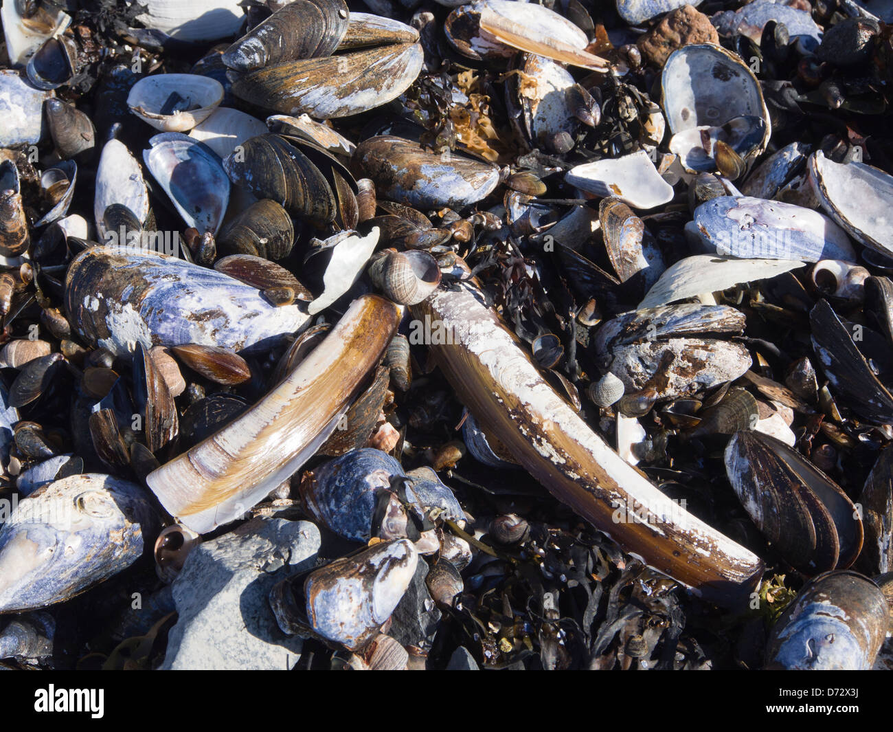 Atlantic jackknife clam, nerites and mussels, dead on the beach of the ...