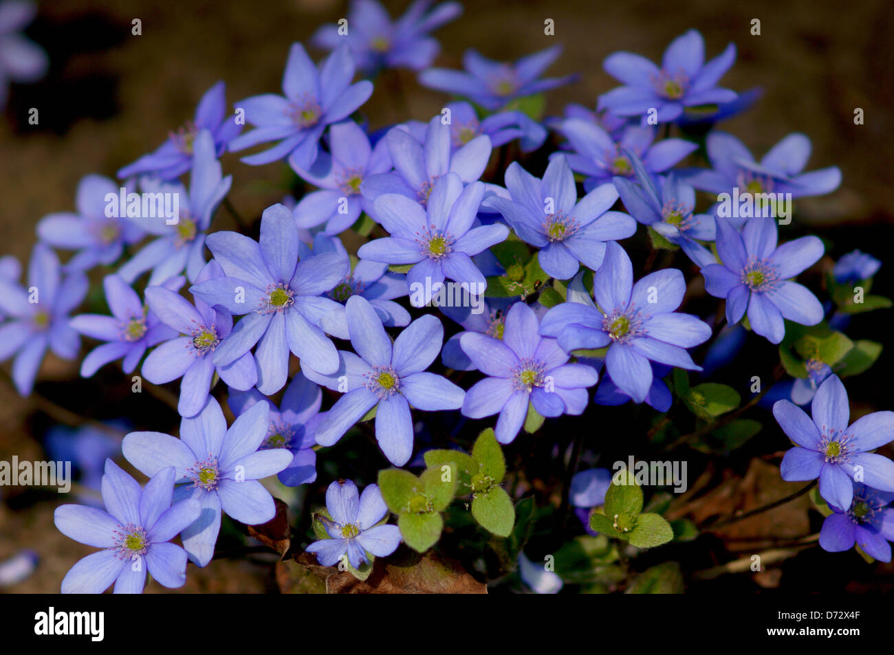 Liverwort blue spring flowers Hepatica nobilis Stock Photo - Alamy