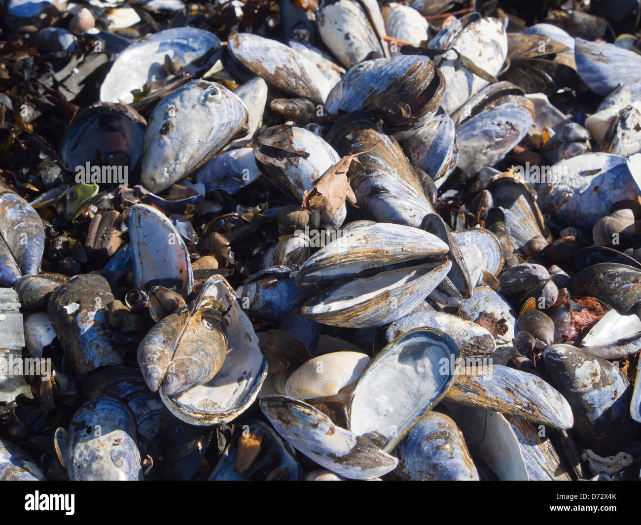 nerites and mussels, dead on the beach of the Oslo fjord by low tide ...