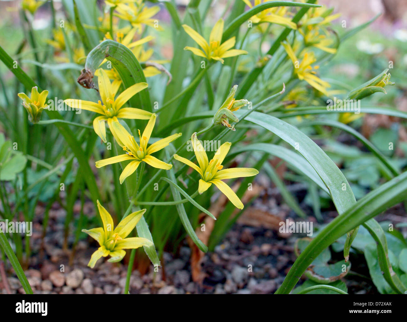 Star of bethlehem flowers hi-res stock photography and images - Alamy