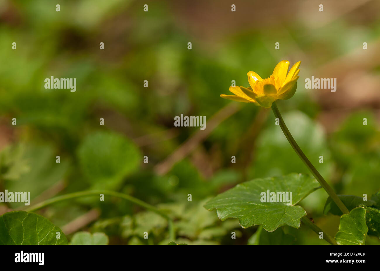 Ranunculus ficaria, Ficaria verna Stock Photo - Alamy