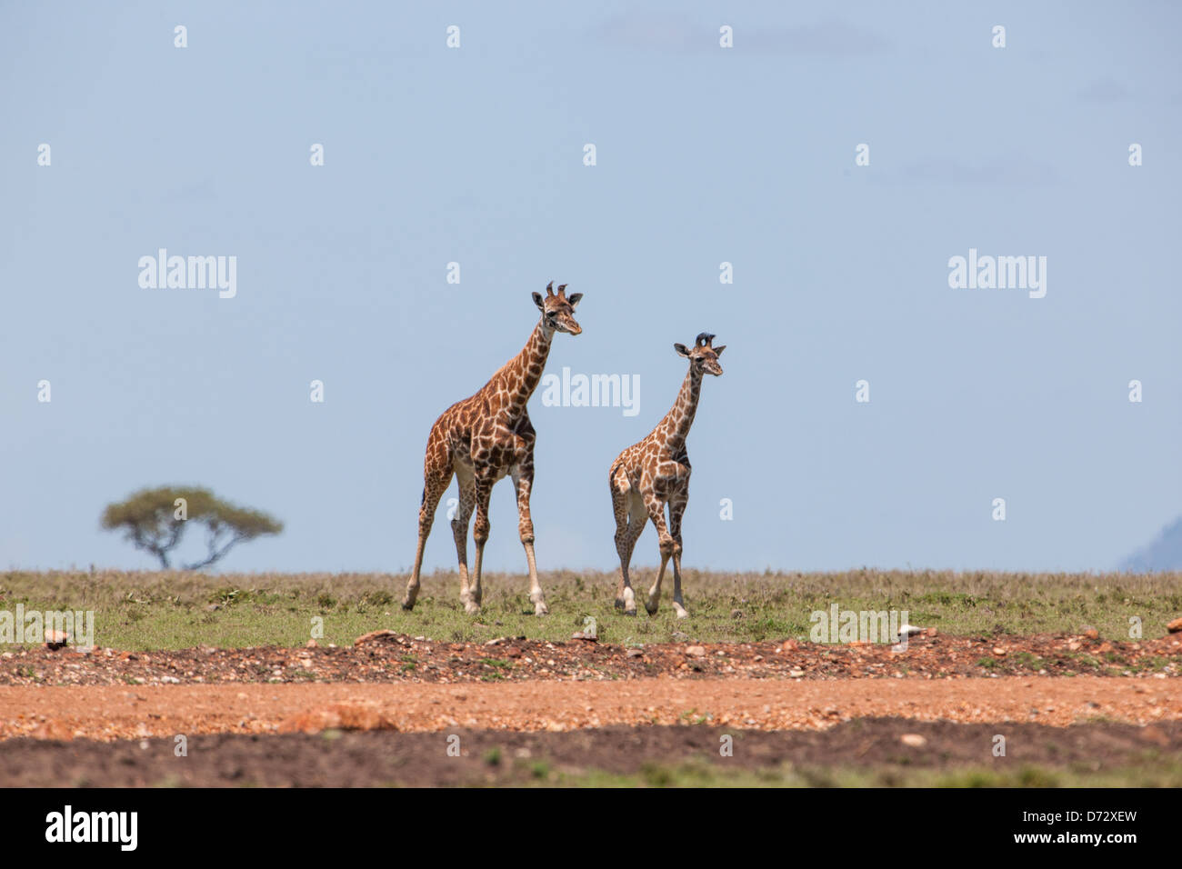 Giraffes crossing track Stock Photo - Alamy