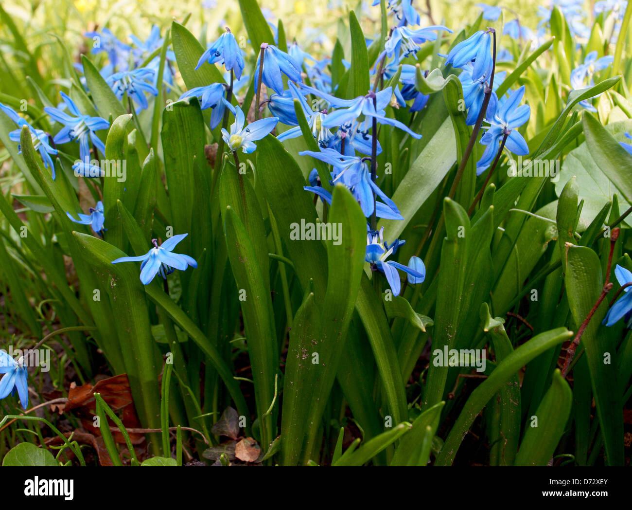 Alpine squill blue spring flowers Scilla bifolia Stock Photo - Alamy