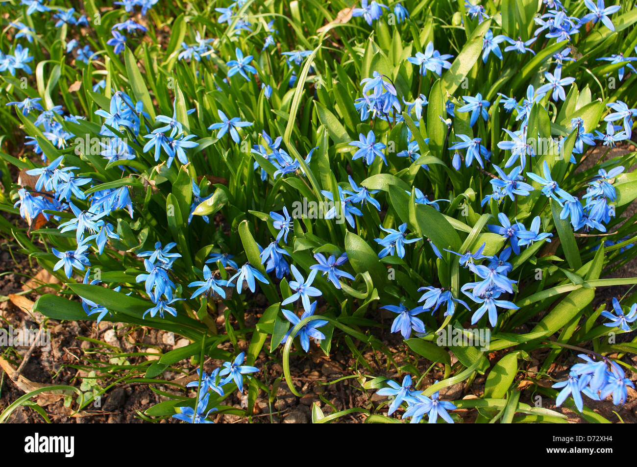Alpine squill blue spring flowers Scilla bifolia Stock Photo - Alamy