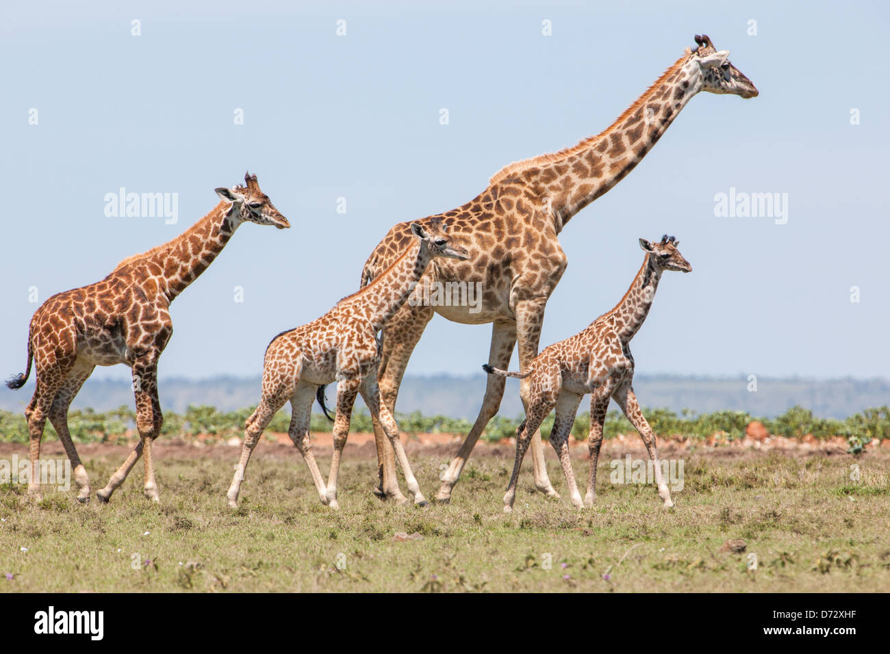 Giraffe Family