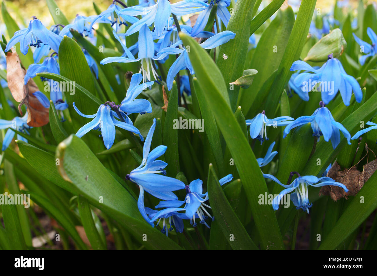 Alpine squill blue spring flowers Scilla bifolia Stock Photo - Alamy