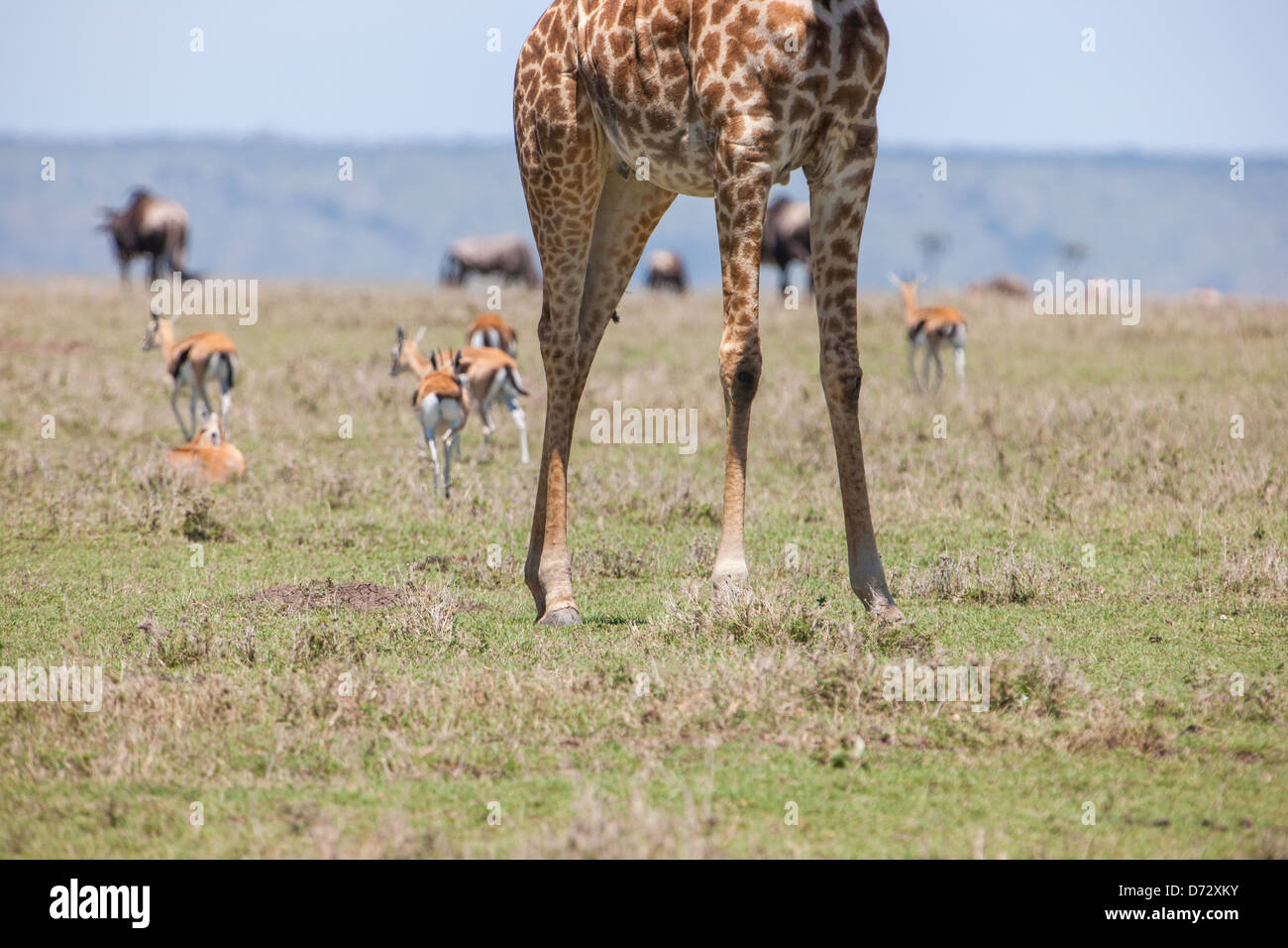 Legs of Giraffe Stock Photo - Alamy