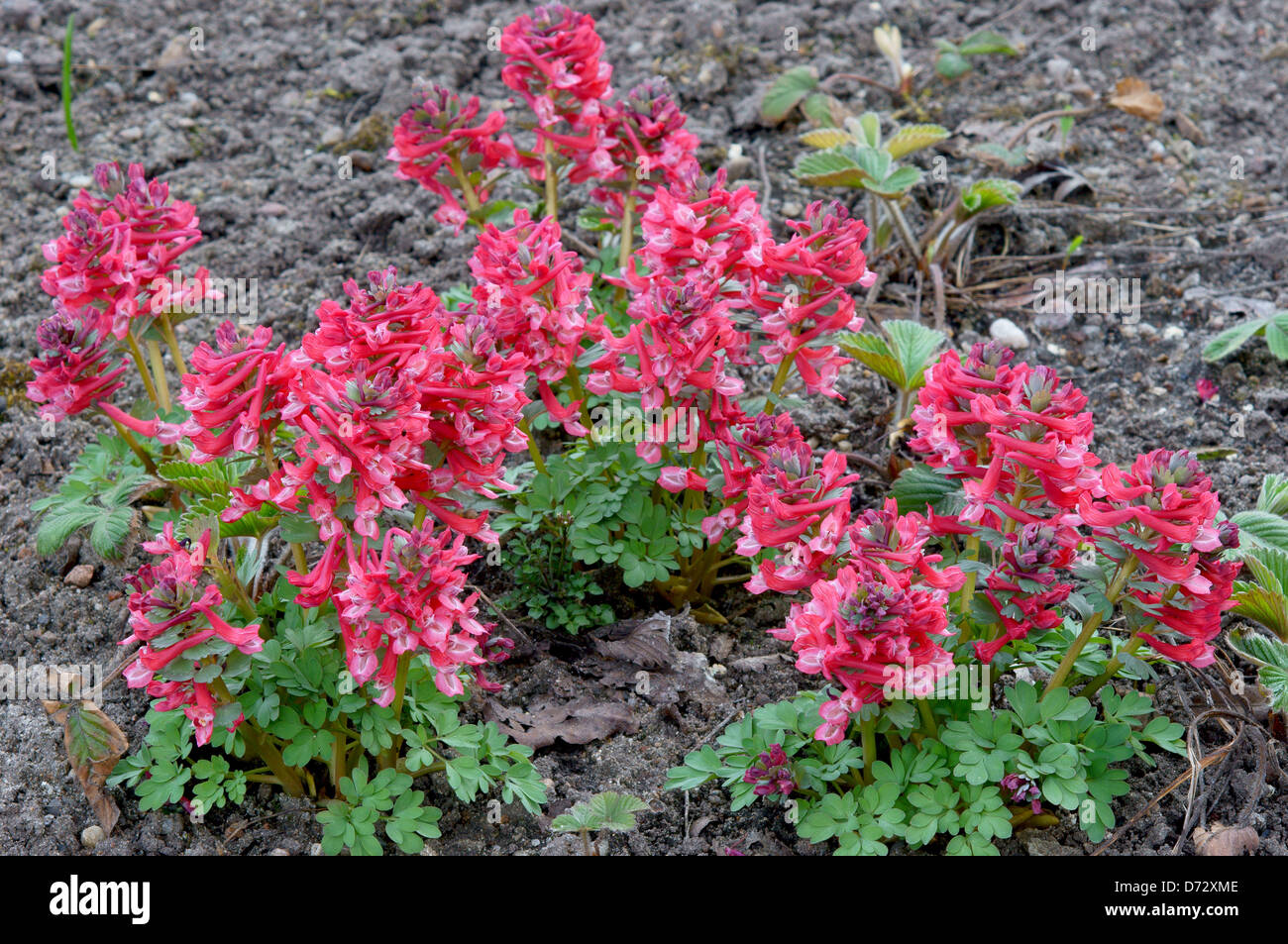 Fumewort Corydalis solida George Baker Stock Photo - Alamy