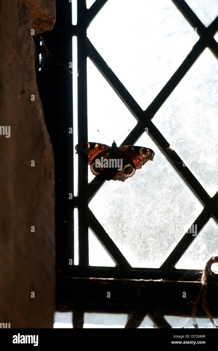 Trapped butterfly in window hi-res stock photography and images - Alamy