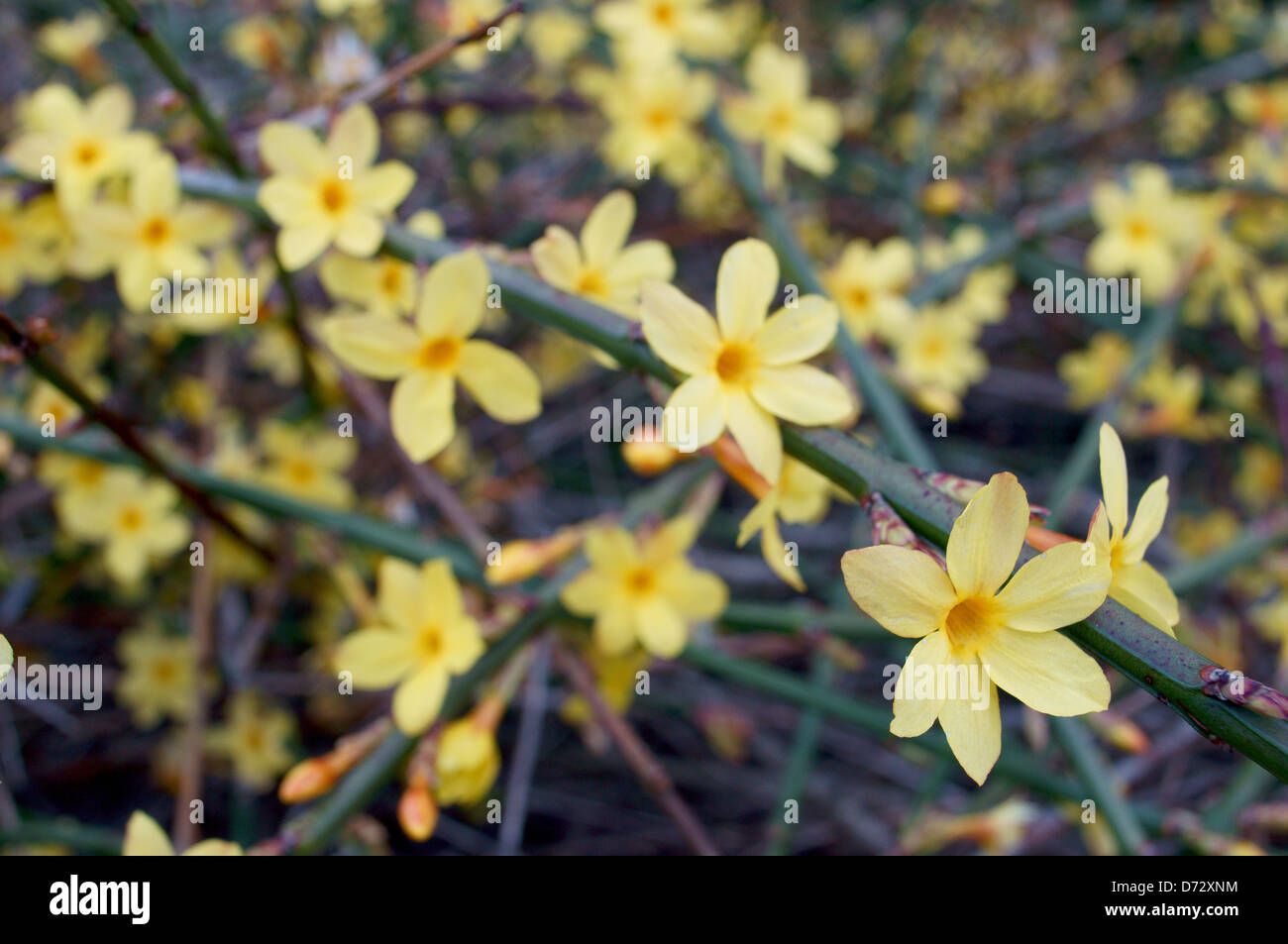 Winter jasmine yellow flowers close up Jasminum nudiflorum Stock Photo ...