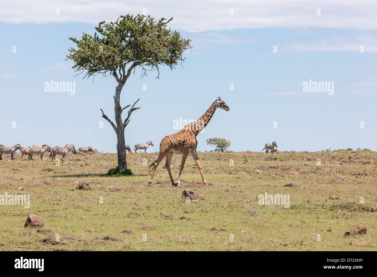 Giraffe and Acacia Tree Stock Photo - Alamy