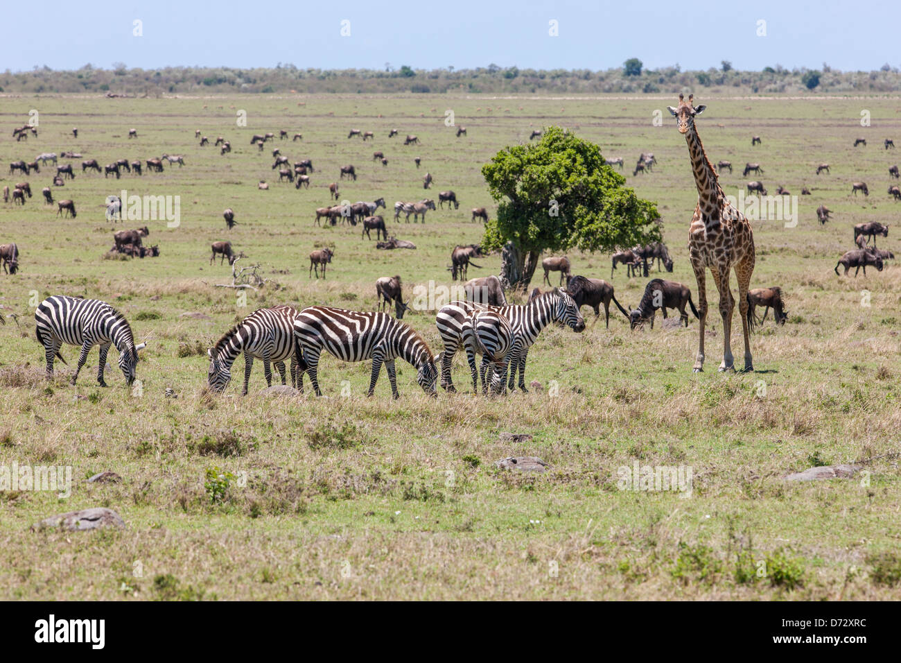 Giraffe and Zebra Stock Photo - Alamy