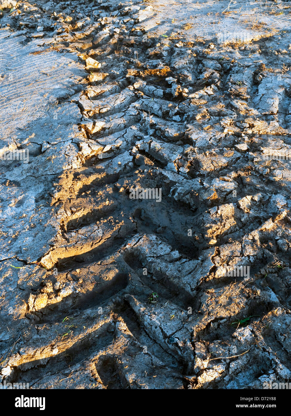 Tracks in mud left by farm tractor - France Stock Photo - Alamy