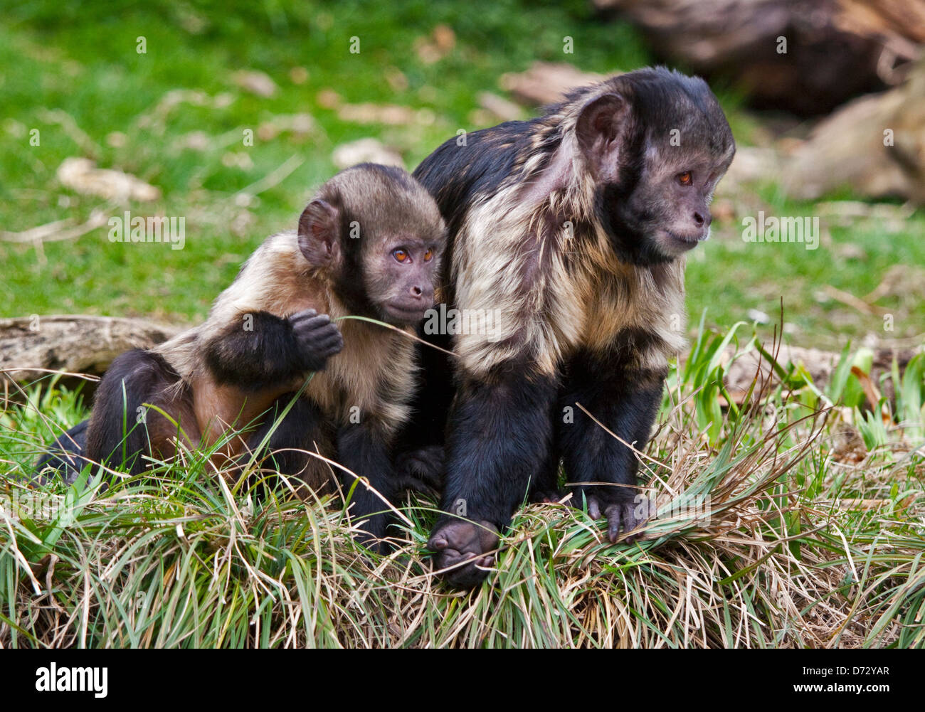 Pair of Buffy Headed Capuchin (sapajus xanthosternos Stock Photo - Alamy