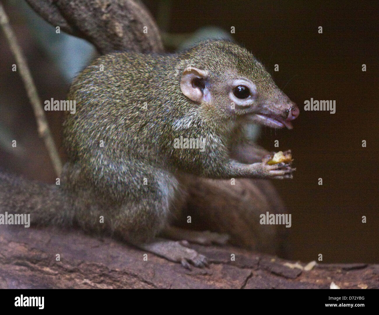 Mammal shrew tree hi-res stock photography and images - Alamy