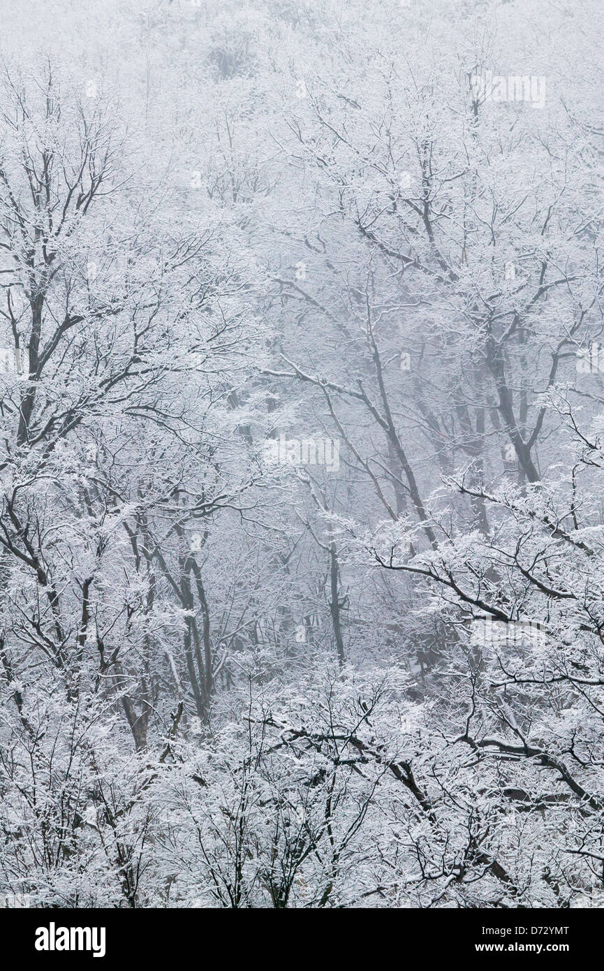 Mountain forest covered with snow, Nagano, Japan Stock Photo - Alamy