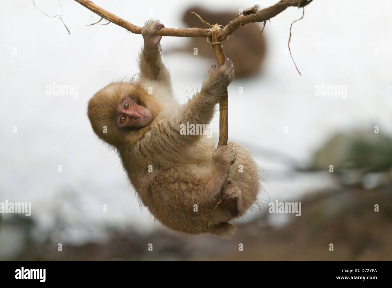 Baby japanese macaque hi-res stock photography and images - Alamy